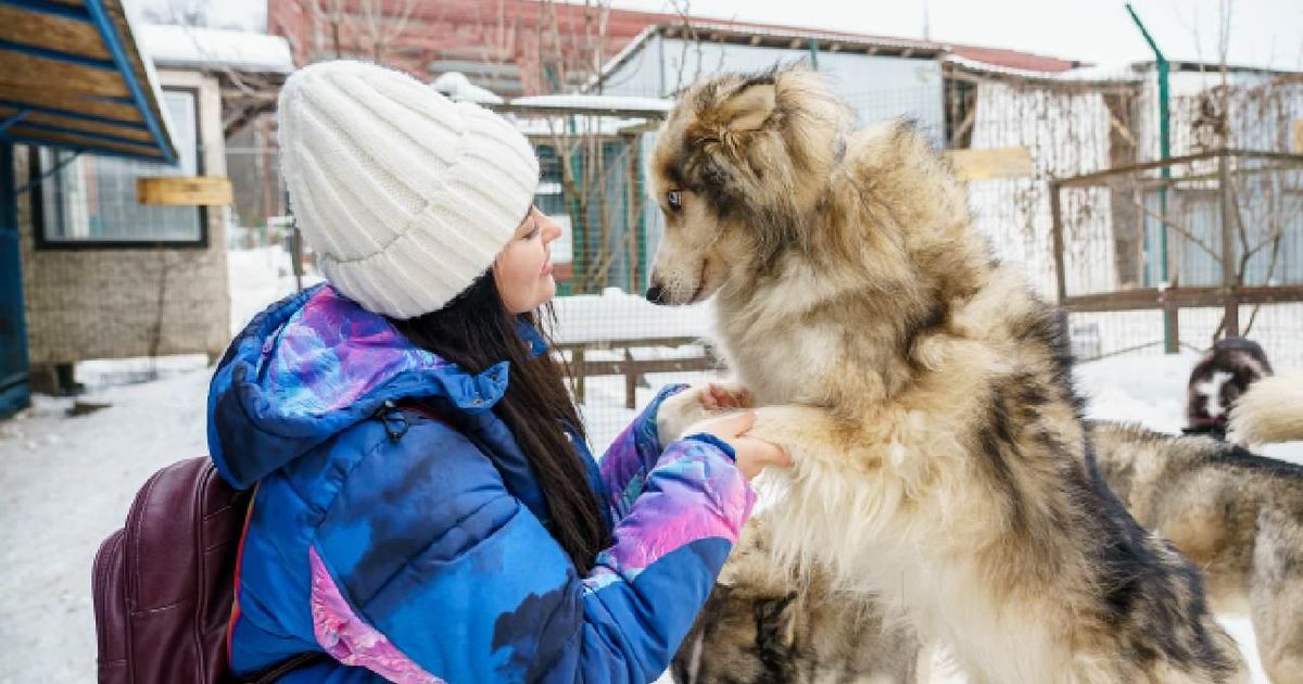 Названы породы собак для приверженцев спокойного образа жизни