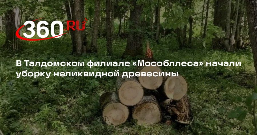 В Талдомском филиале «Мособллеса» начали уборку неликвидной древесины ...