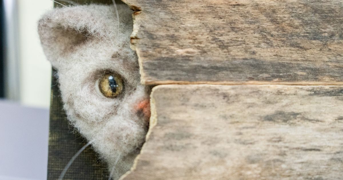 Опасности Нового года для домашних животных: советы ветеринара ...