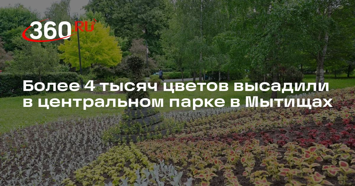 Более 4 тысяч цветов высадили в центральном парке в Мытищах | 360.ru