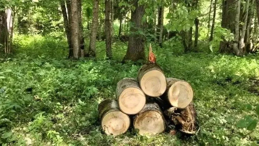 В Талдомском филиале «Мособллеса» начали уборку неликвидной древесины ...